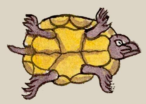 ayotl (Mdz47r) | Visual Lexicon of Aztec Hieroglyphs