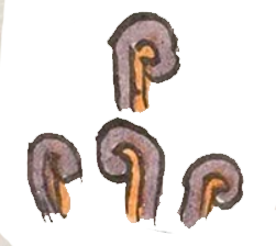 popoca (Mdz4v) | Visual Lexicon of Aztec Hieroglyphs